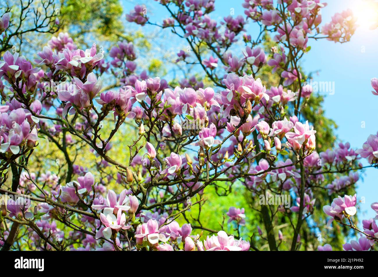 Magnolia flowers background. Beautiful nature scene with blooming tree ...