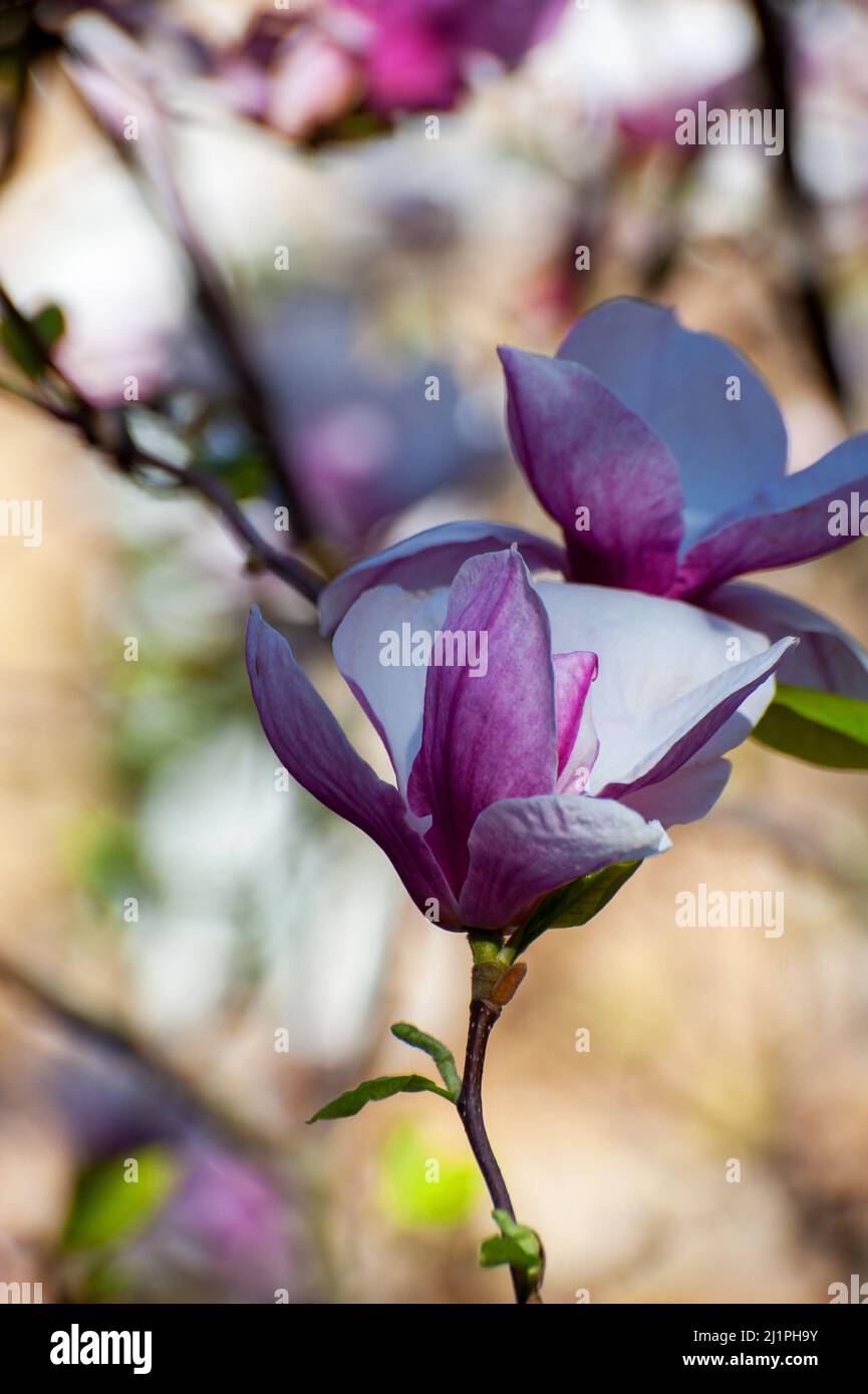 Magnolia flowers background. Beautiful nature scene with blooming tree ...