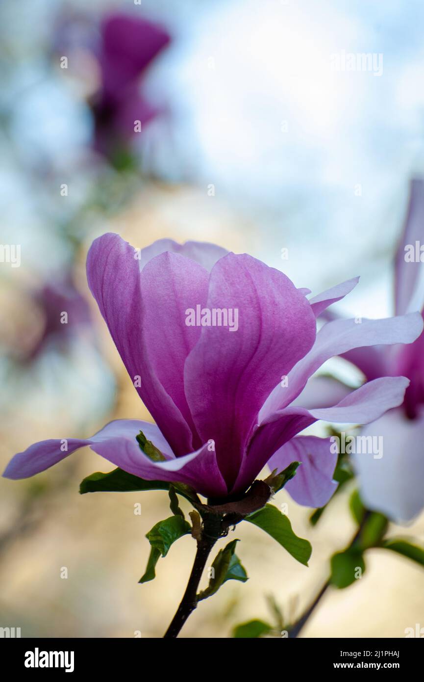 Magnolia flowers background. Beautiful nature scene with blooming tree ...