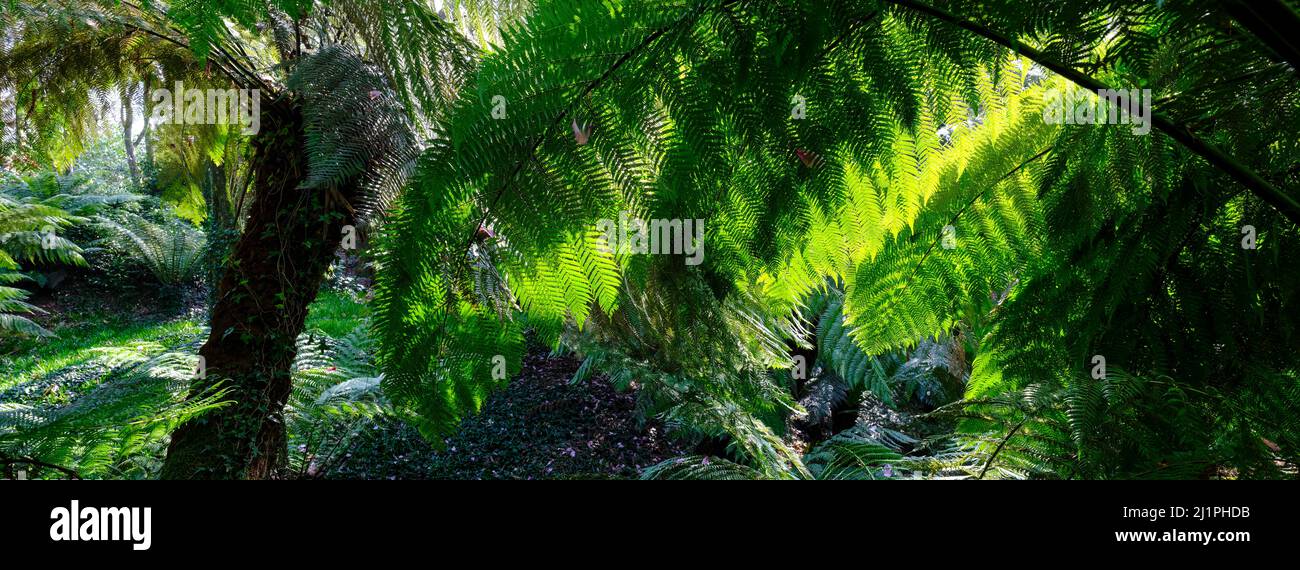 Trewidden Gardens Penzance Cornwall Stock Photo - Alamy