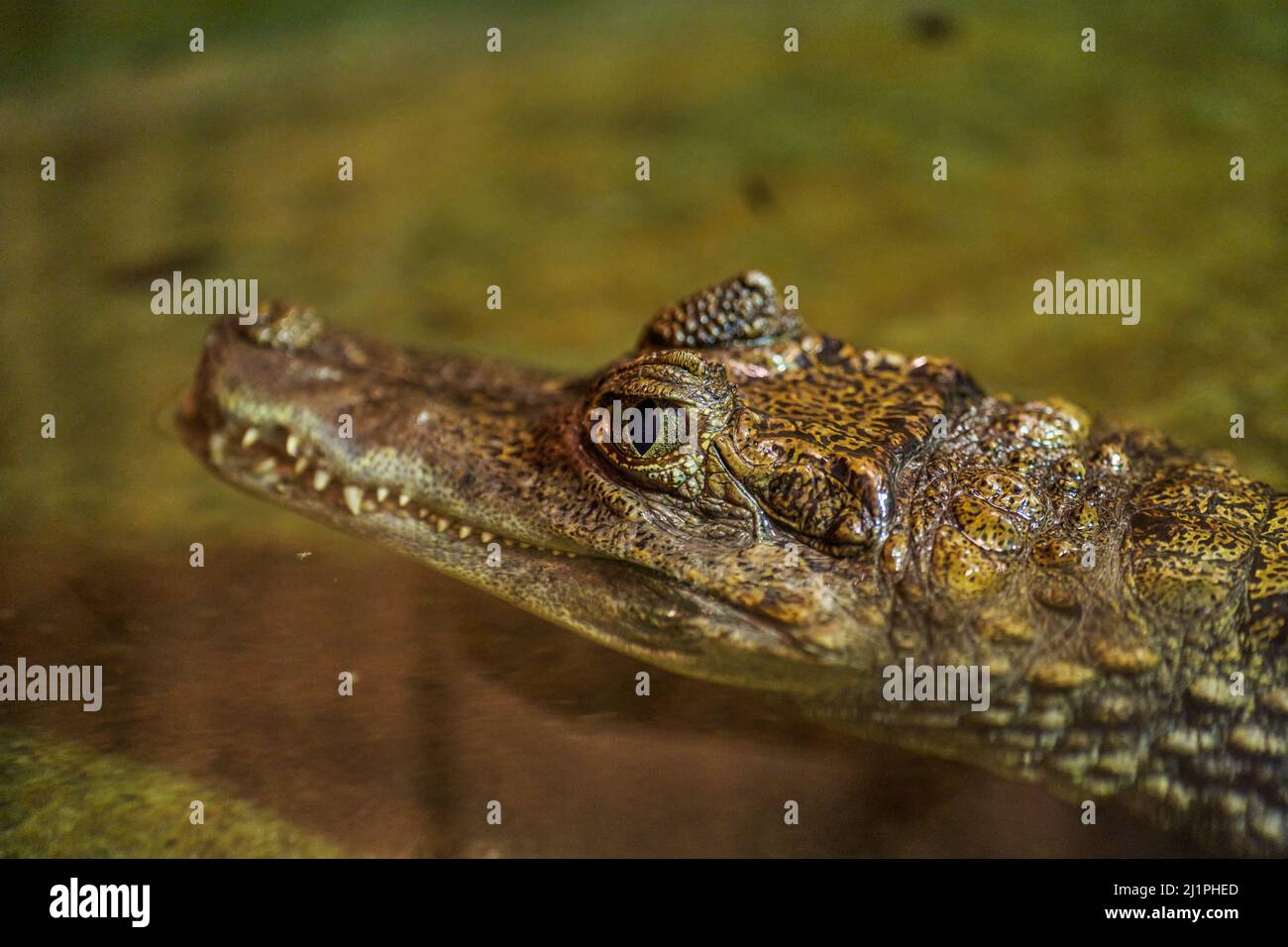The spectacled caiman (Caiman crocodilus), also known as the white ...