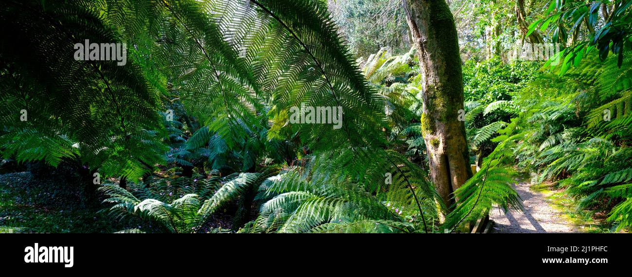 Trewidden Gardens Penzance Cornwall Stock Photo - Alamy