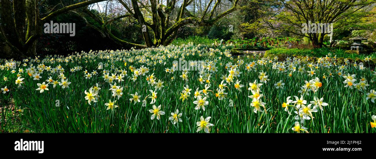 Trewidden Gardens Penzance Cornwall Stock Photo - Alamy