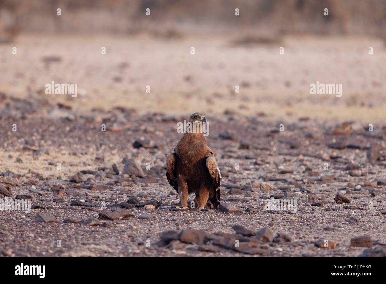 Steppe Eagle, Aquila nipalensis, Desert National Park, Rajasthan, India ...