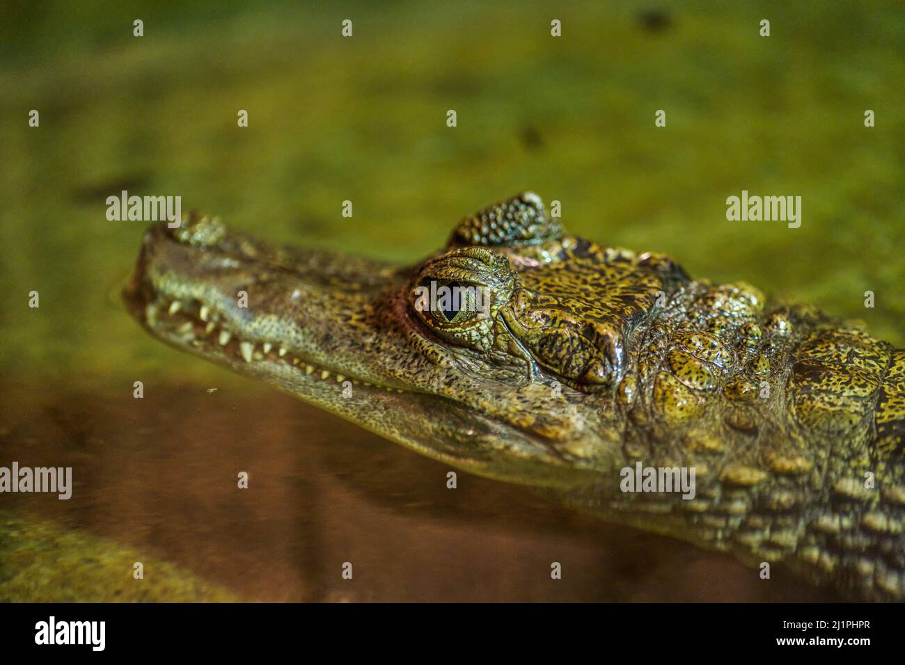 The spectacled caiman (Caiman crocodilus), also known as the white ...