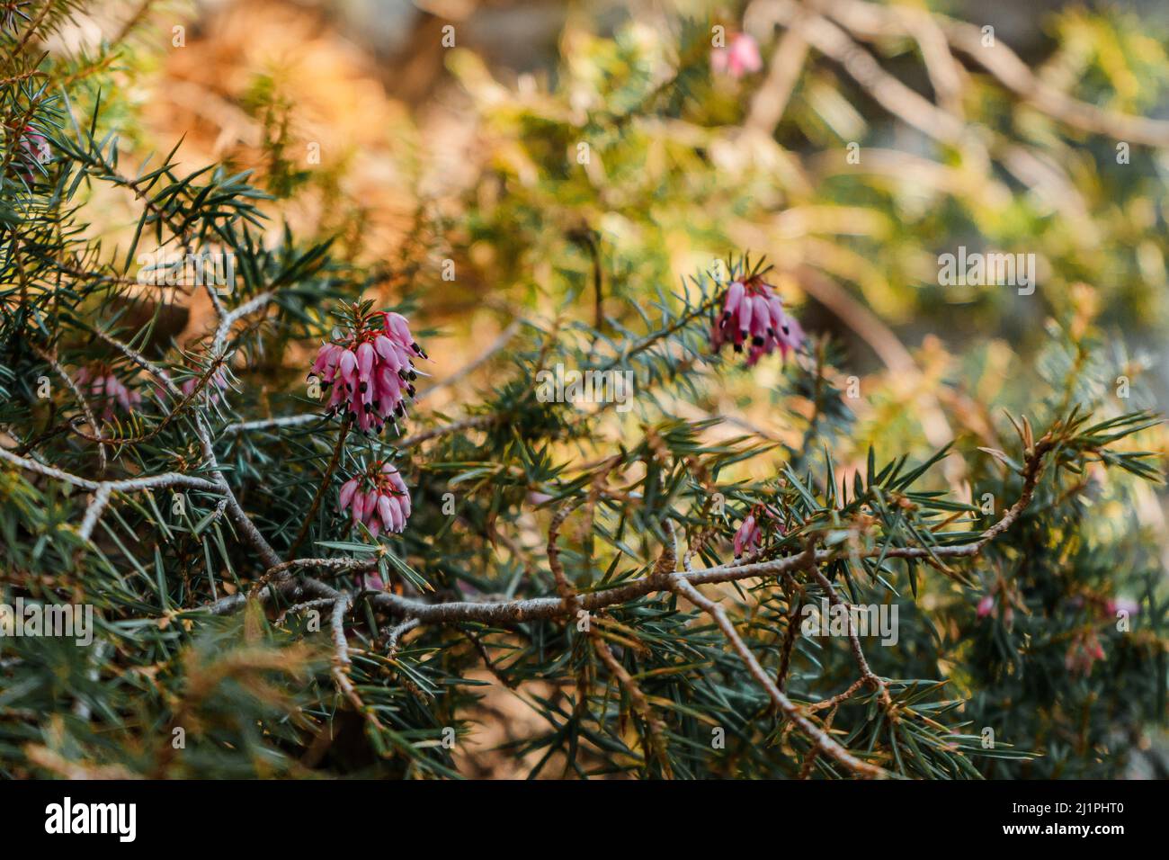 The erica flower plants in wilderness Stock Photo - Alamy