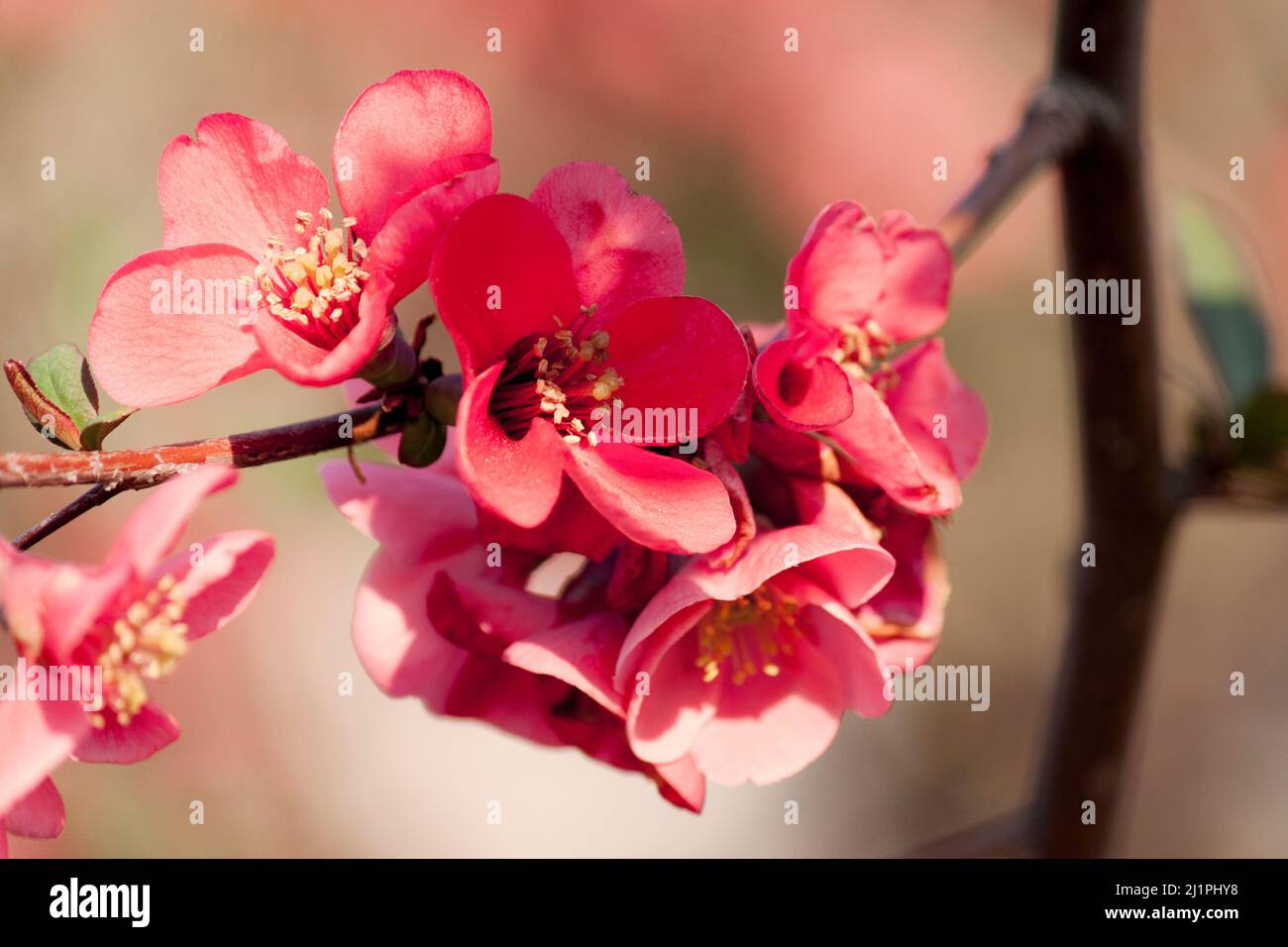 Spring red flowers on the branch of the tree - photo Stock Photo - Alamy