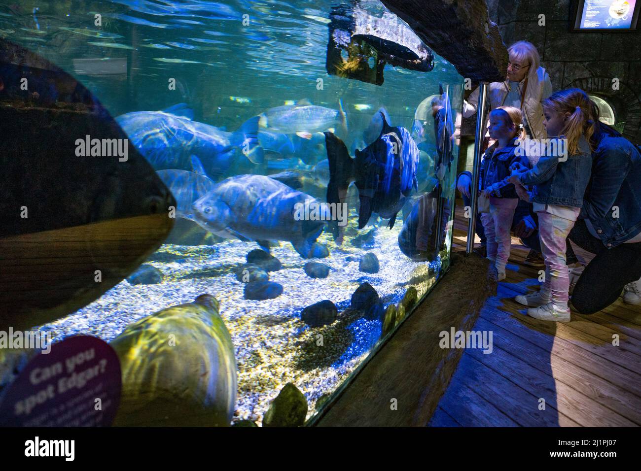 Visitors enjoying looking at an aquarium of various Amazonian fish and ...