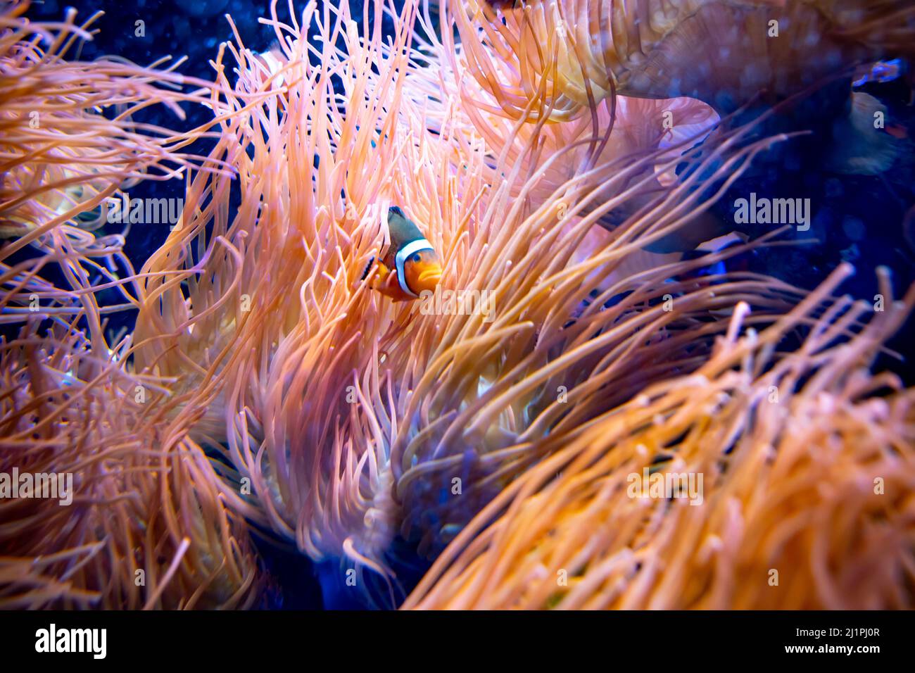 Clown fish (“Amphiprioninae”) in an aquarium on public display in ...