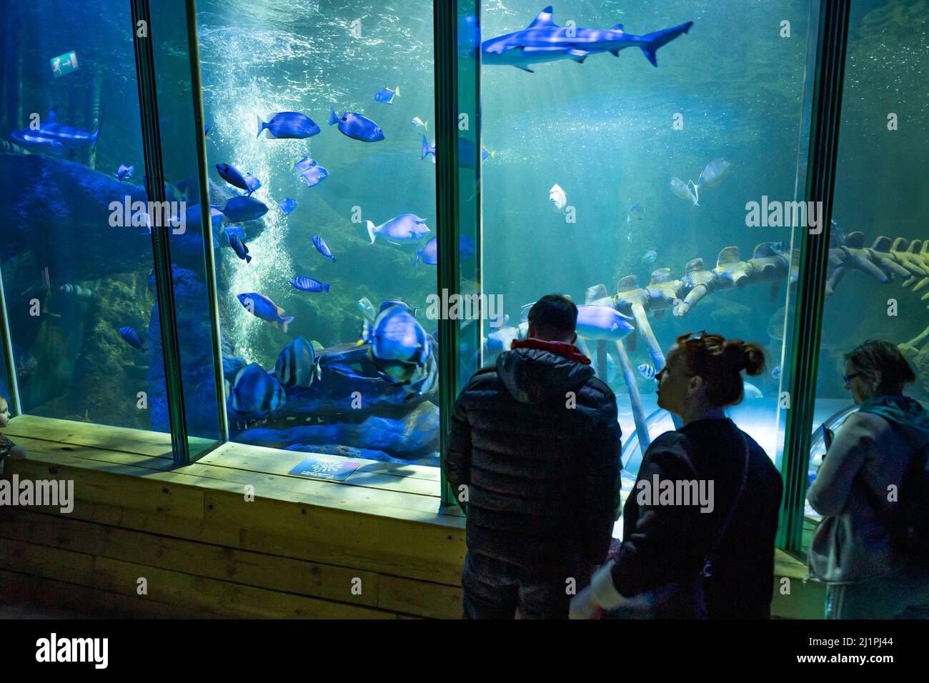 Visitors enjoying looking at the large aquarium of various fish and ...