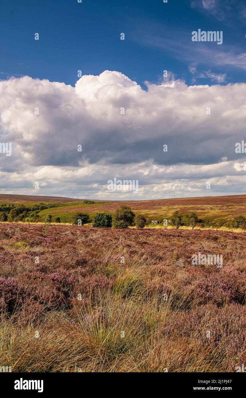 The heather moorland of the North Yorkshire Moors Stock Photo - Alamy