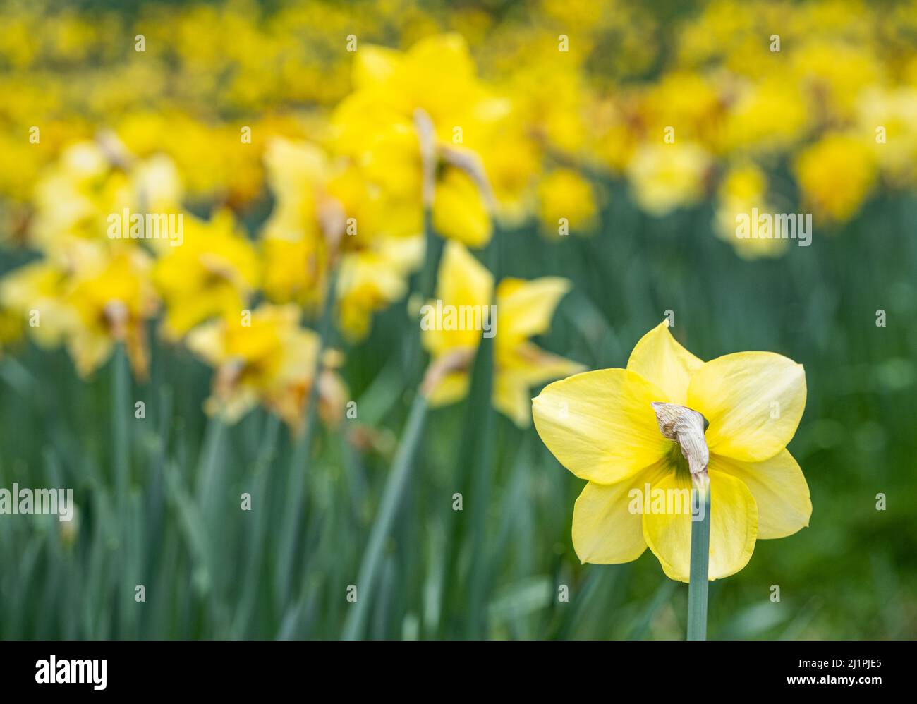 Spring daffodils in full bloom in 'Daffodil Valley' at Waddesdon Manor ...