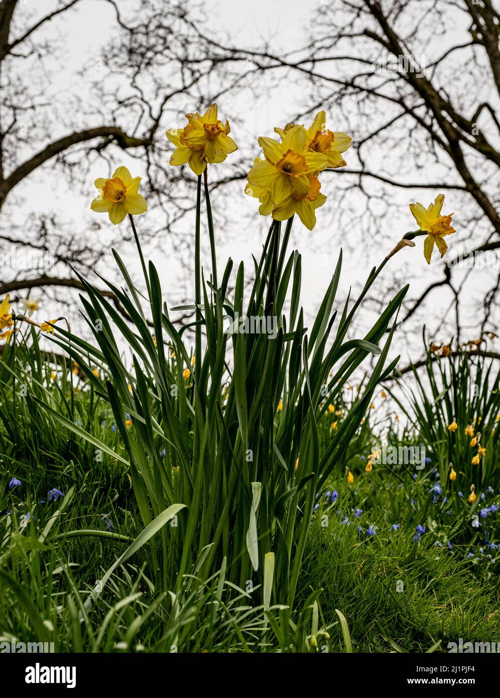 Spring daffodils in full bloom in 'Daffodil Valley' at Waddesdon Manor ...