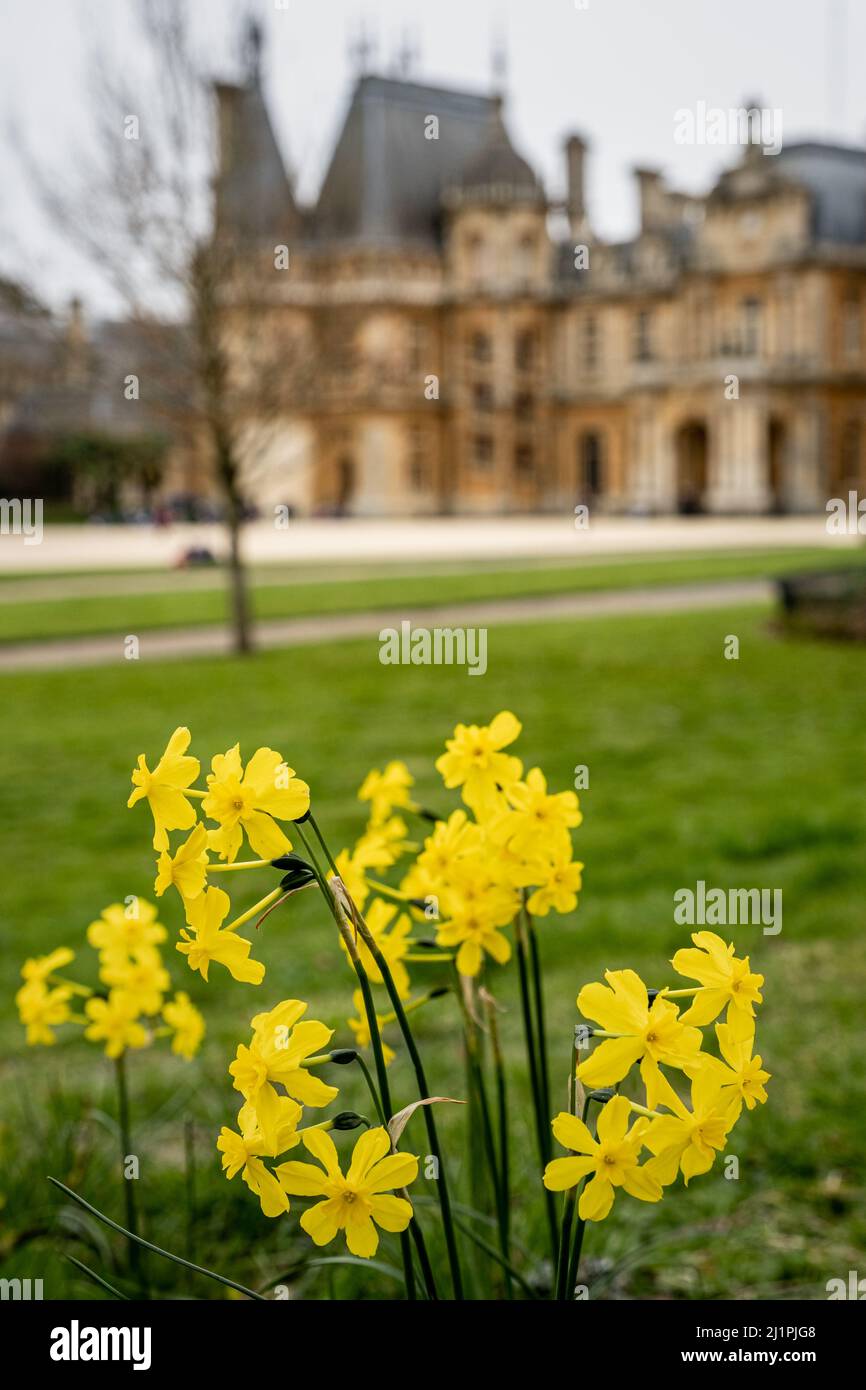 Spring daffodils in full bloom in 'Daffodil Valley' at Waddesdon Manor ...