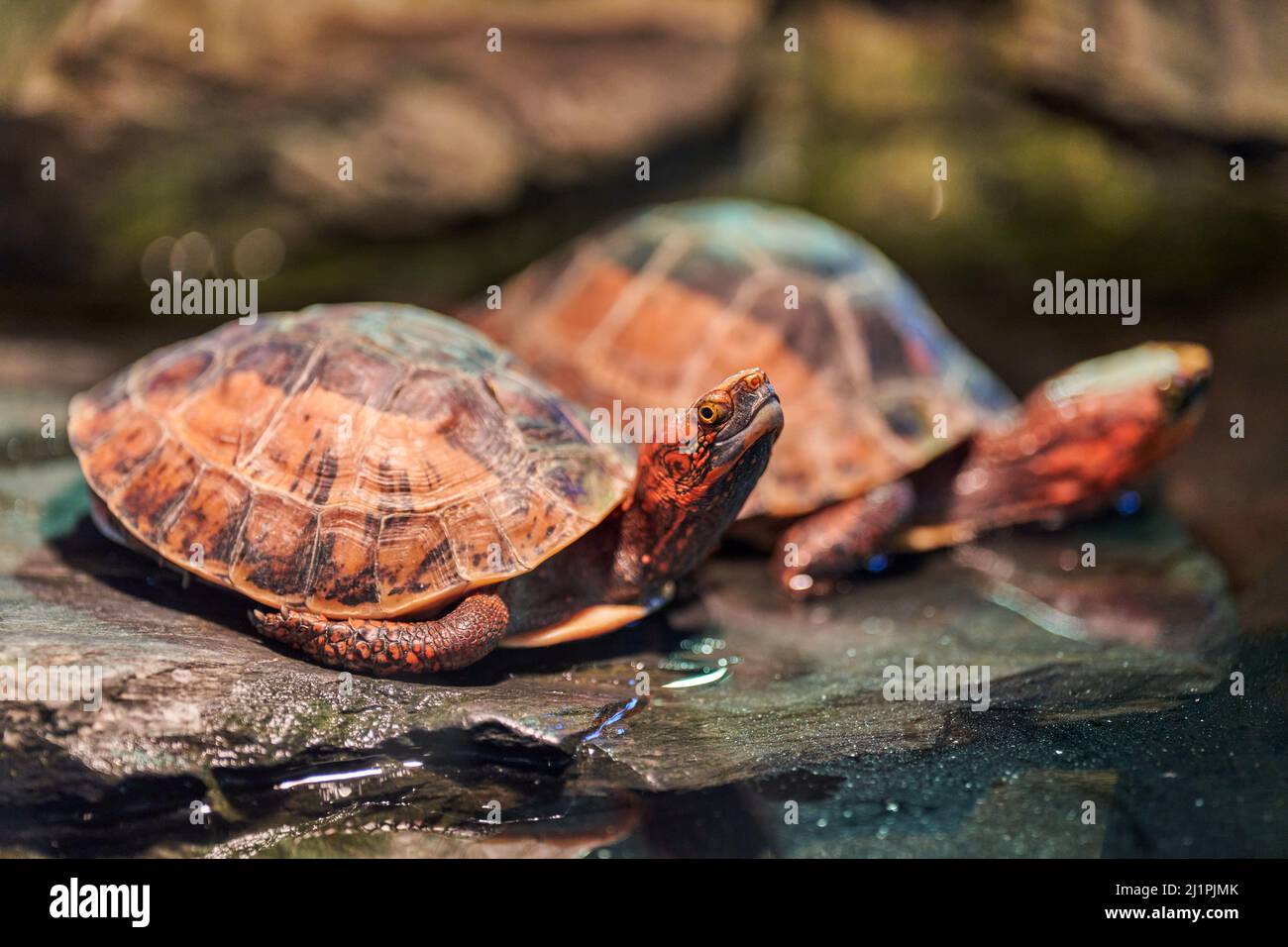 Bourret's box turtle (Cuora bourreti),[3] also known commonly as the ...