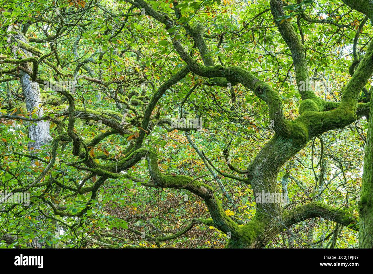 Scout wood hi-res stock photography and images - Alamy