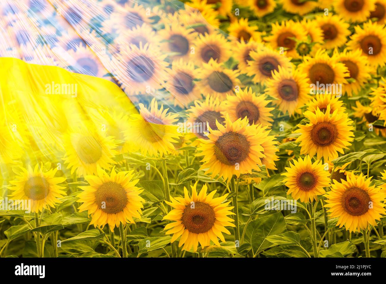 Flag of Ukraine - The Sunflower is the national flower of Ukraine Stock ...