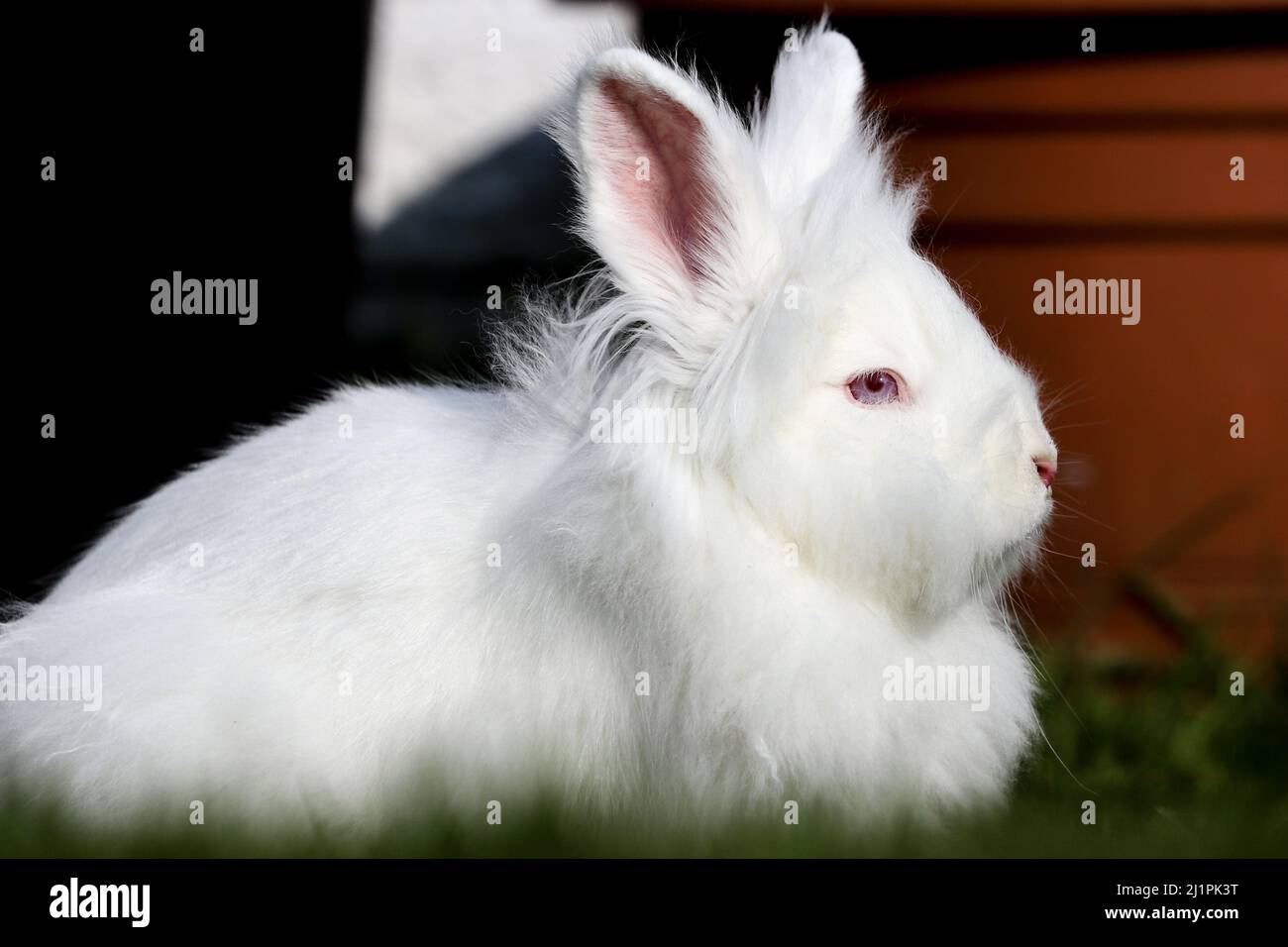 White Lionhead Rabbit Blue Eyes