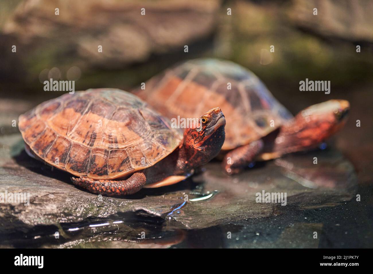 Central vietnamese flowerback box turtle hi-res stock photography and ...