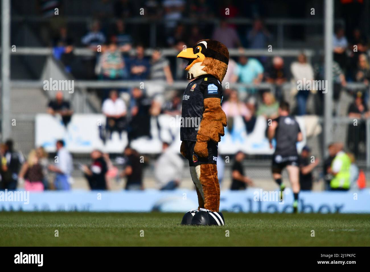 Exeter chiefs mascot hi-res stock photography and images - Alamy