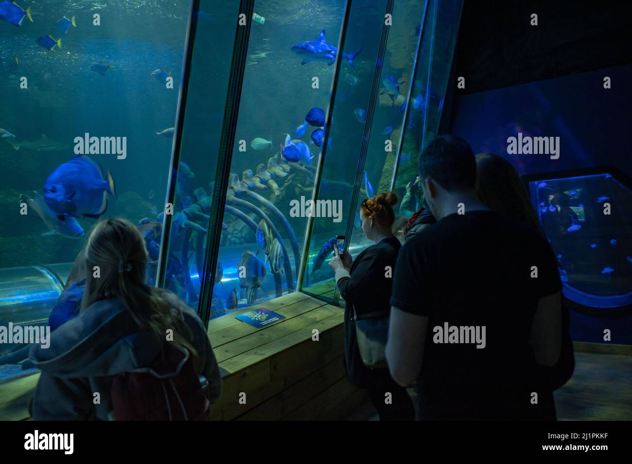Visitors enjoying looking at the large aquarium of various fish and ...