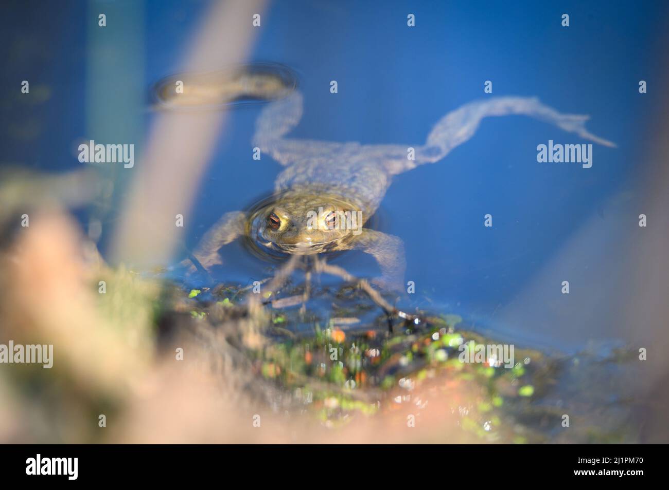 Hamburg, Germany. 27th Mar, 2022. A common toad sits in the sunshine in ...
