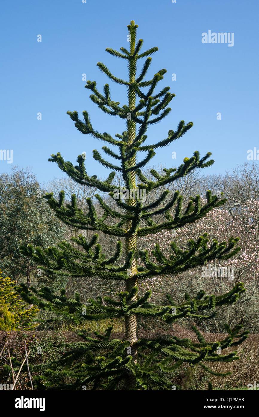 Monkey Puzzle Tree Stock Photo - Alamy