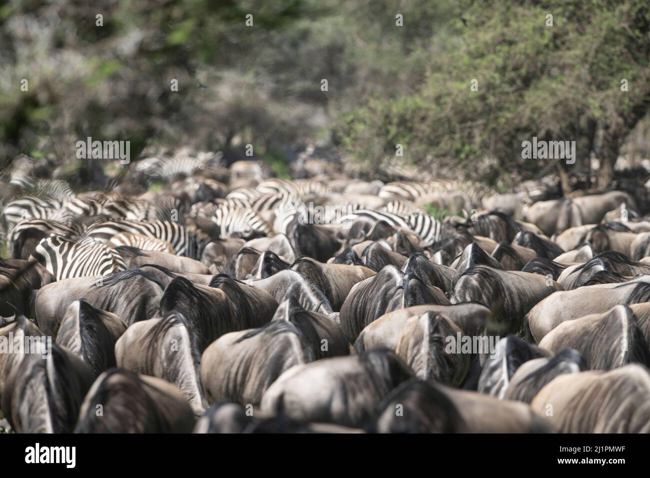Tanzania ndutu africa wildebeest hi-res stock photography and images ...