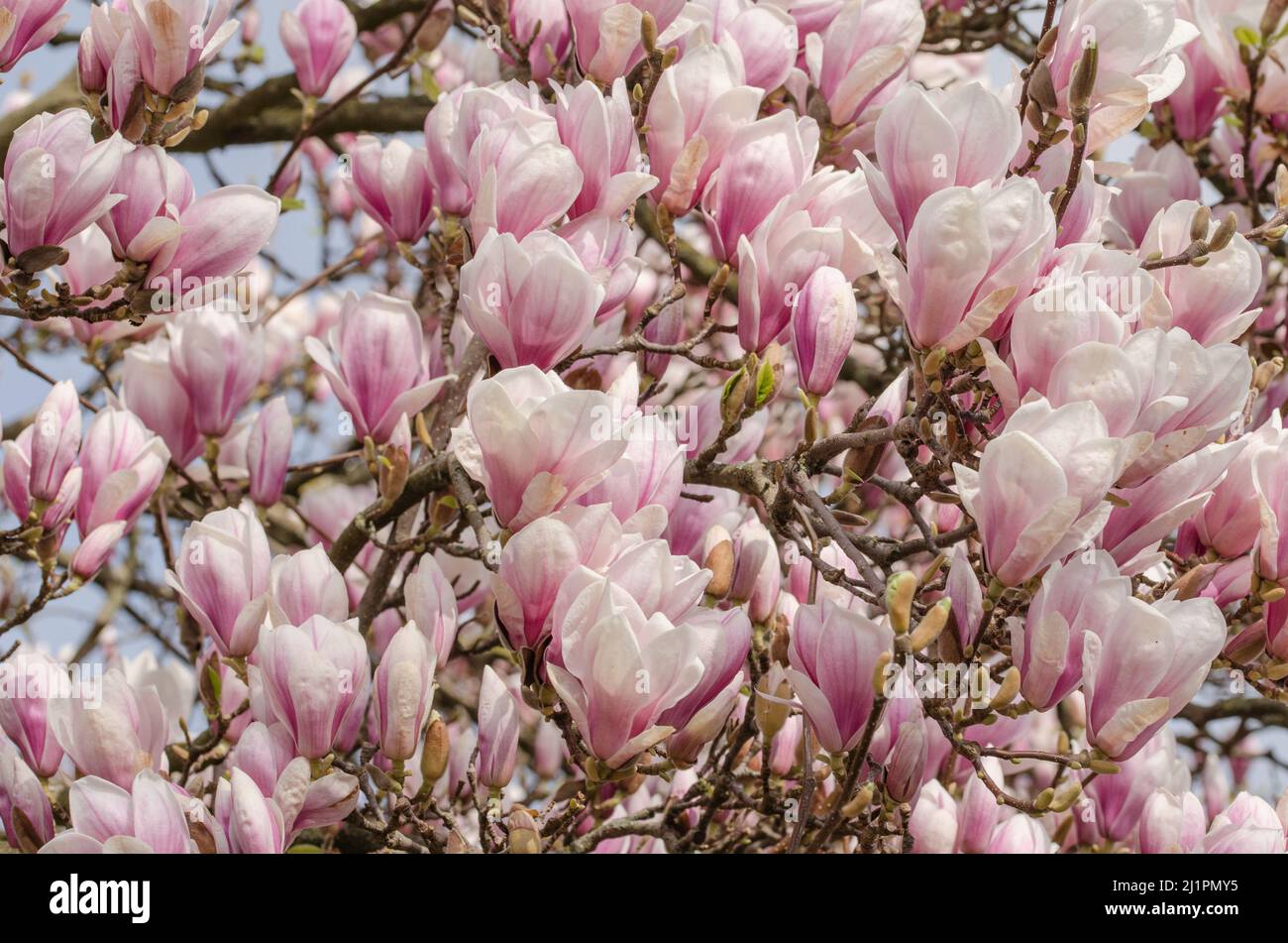 Beautiful blooming pink magnolia hi-res stock photography and images ...