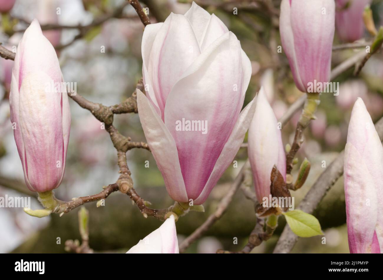 Beautiful blossom magnolia tree hi-res stock photography and images - Alamy