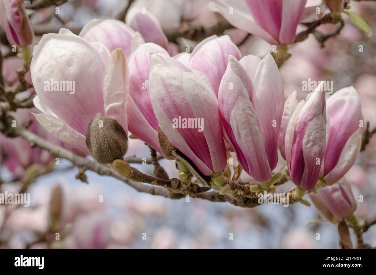 Magnolia rosa hi-res stock photography and images - Alamy