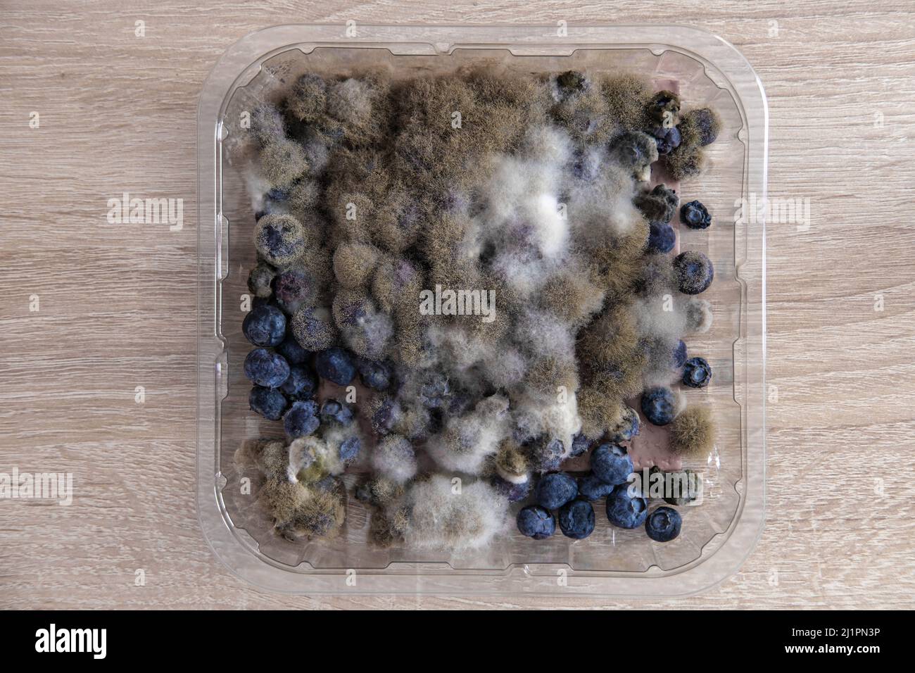 Black bread mold covering blueberry fruit in a plastic container Stock ...