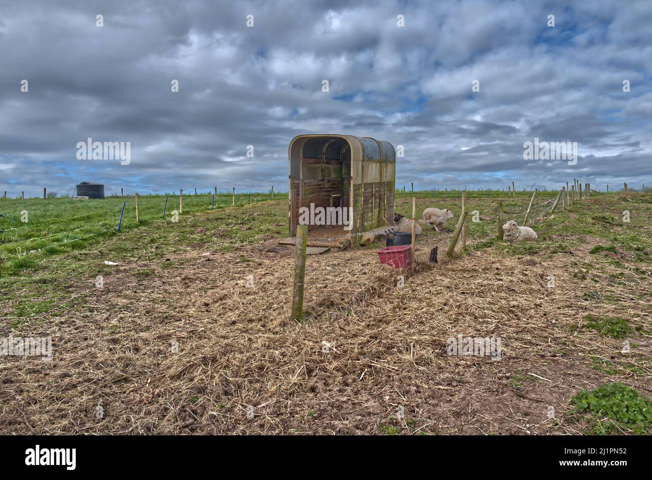 Shropshire sheeps hi-res stock photography and images - Alamy