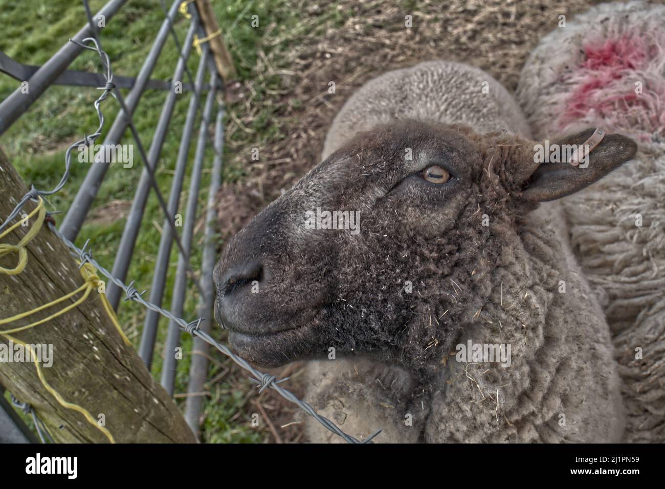 Livestock grazing shropshire hi-res stock photography and images - Alamy