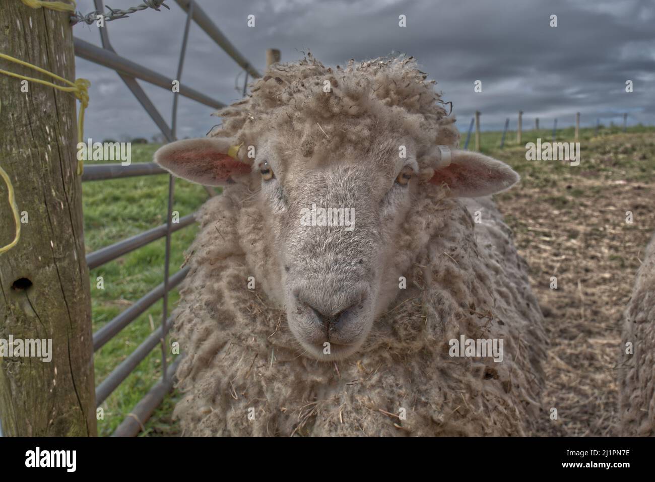 Livestock grazing shropshire hi-res stock photography and images - Alamy
