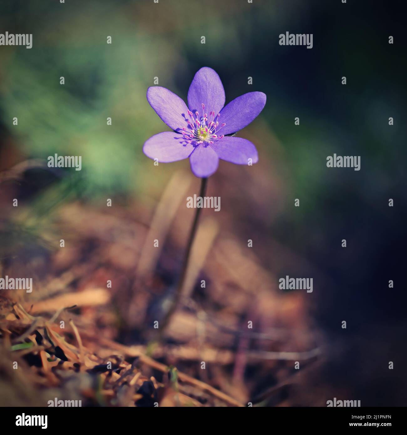 Spring flower. Beautiful purple plant in the forest. Colorful natural ...