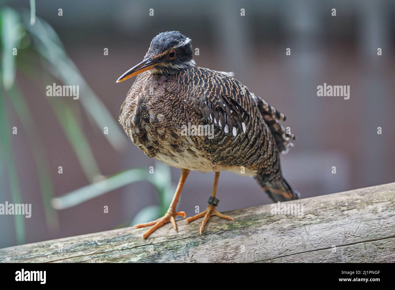 The sunbittern (Eurypyga helias Stock Photo - Alamy