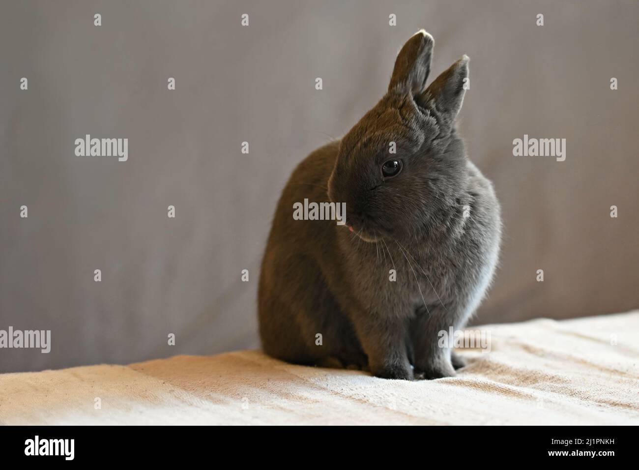 Beautiful little gray dwarf rabbit sitting on the bed Stock Photo - Alamy