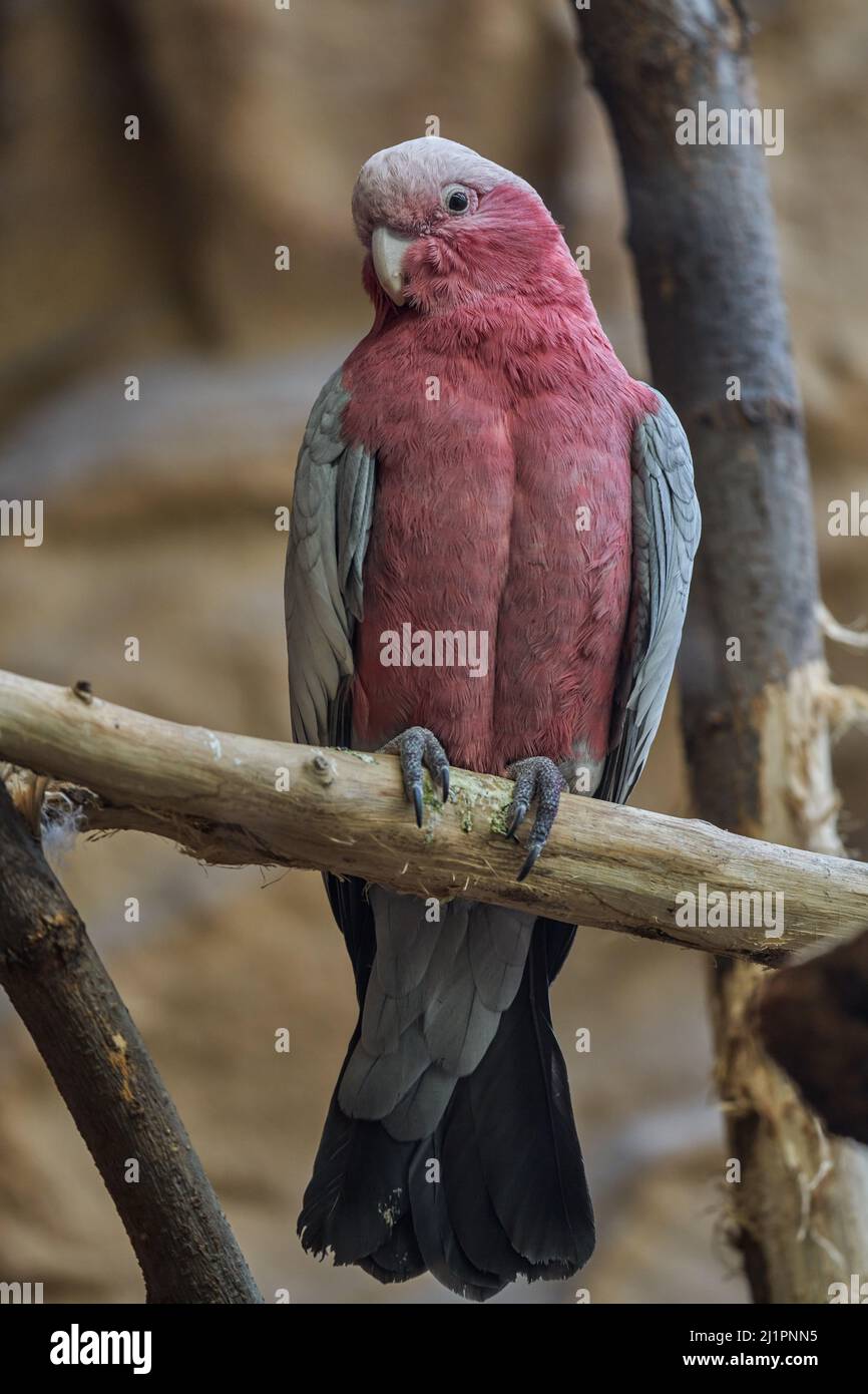 The galah (/ɡəˈlɑː/; Eolophus roseicapilla), also known as the pink and ...