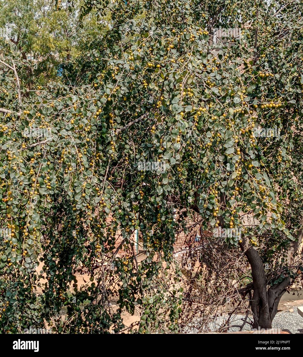 Healthy organic green jujube tree with fruit close up and side view ...
