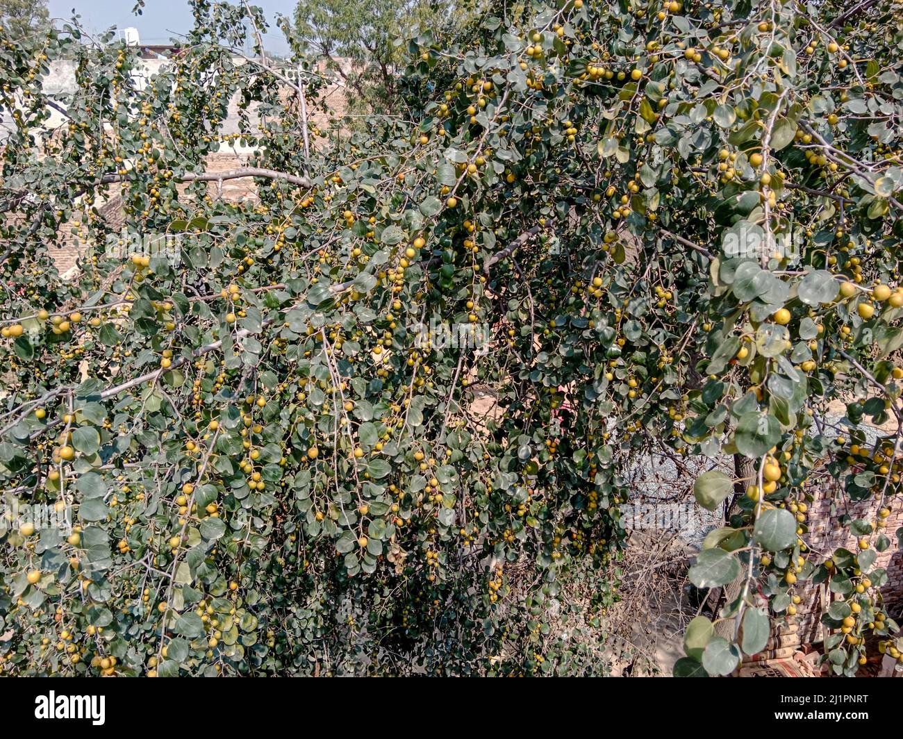 Bair tree hi-res stock photography and images - Alamy
