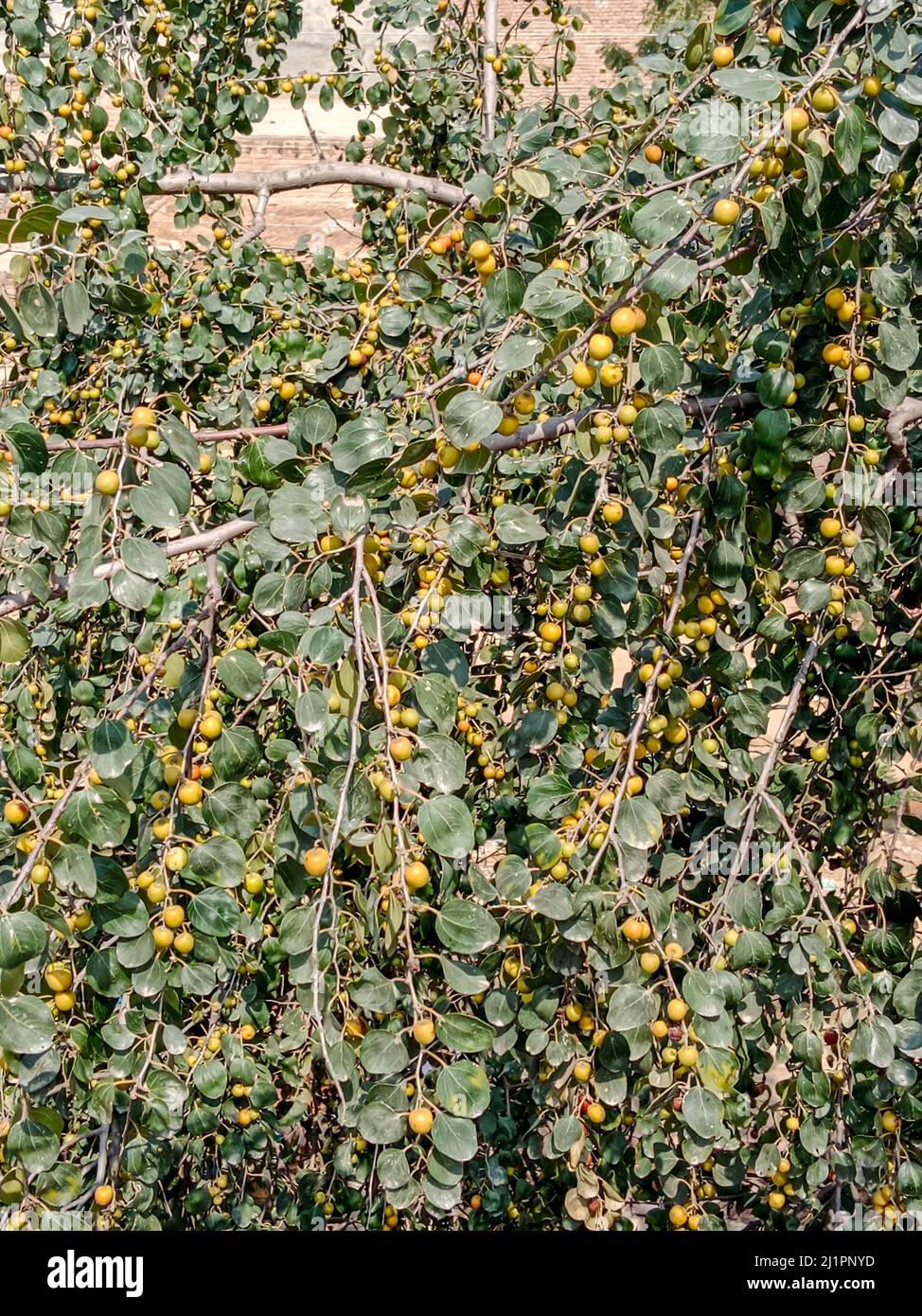Bair tree hi-res stock photography and images - Alamy