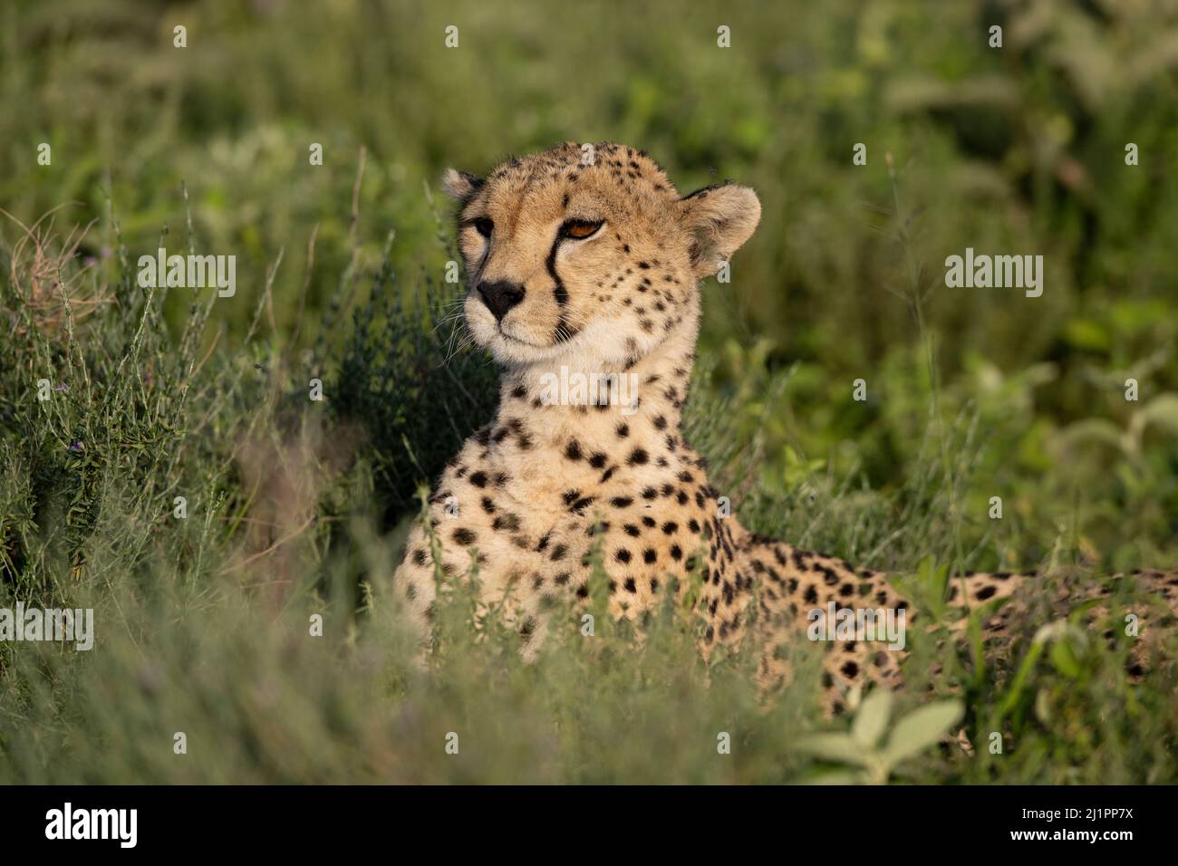 Cheetah in Ndutu area, Tanzania Stock Photo - Alamy