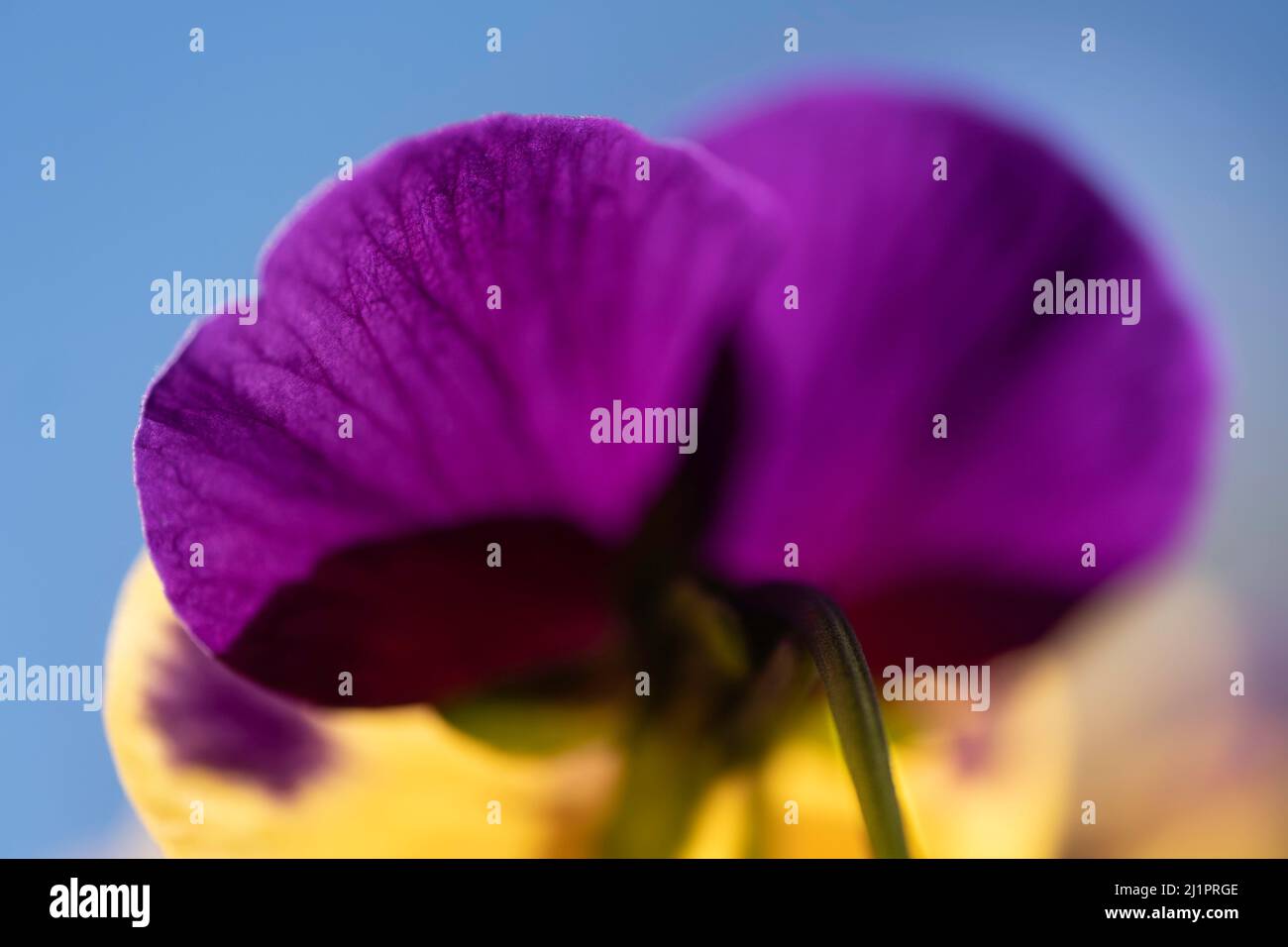 Close-up of a yellow, purple and violet pansy seen from below lit by ...