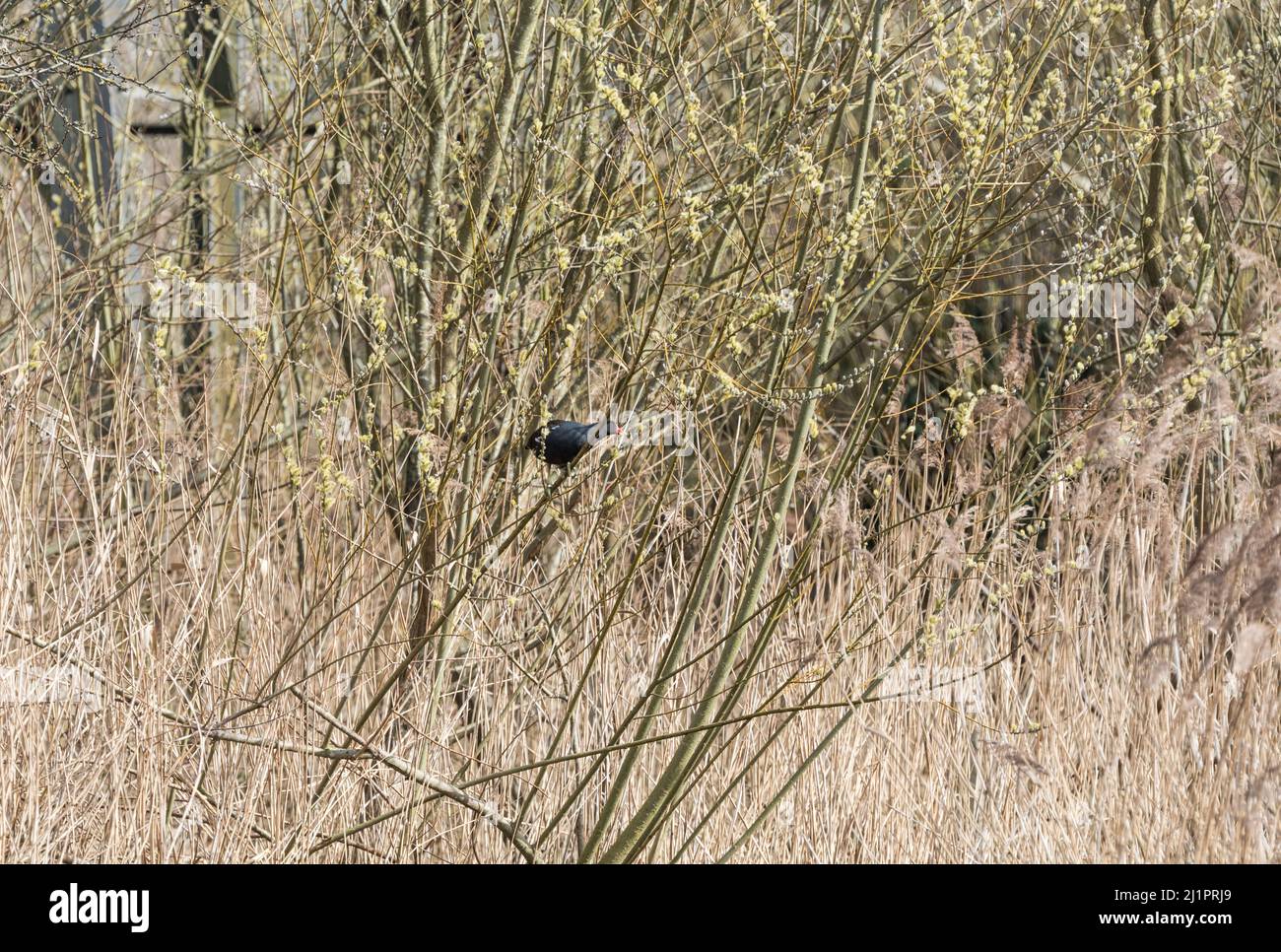 Willow salix sp hi-res stock photography and images - Alamy