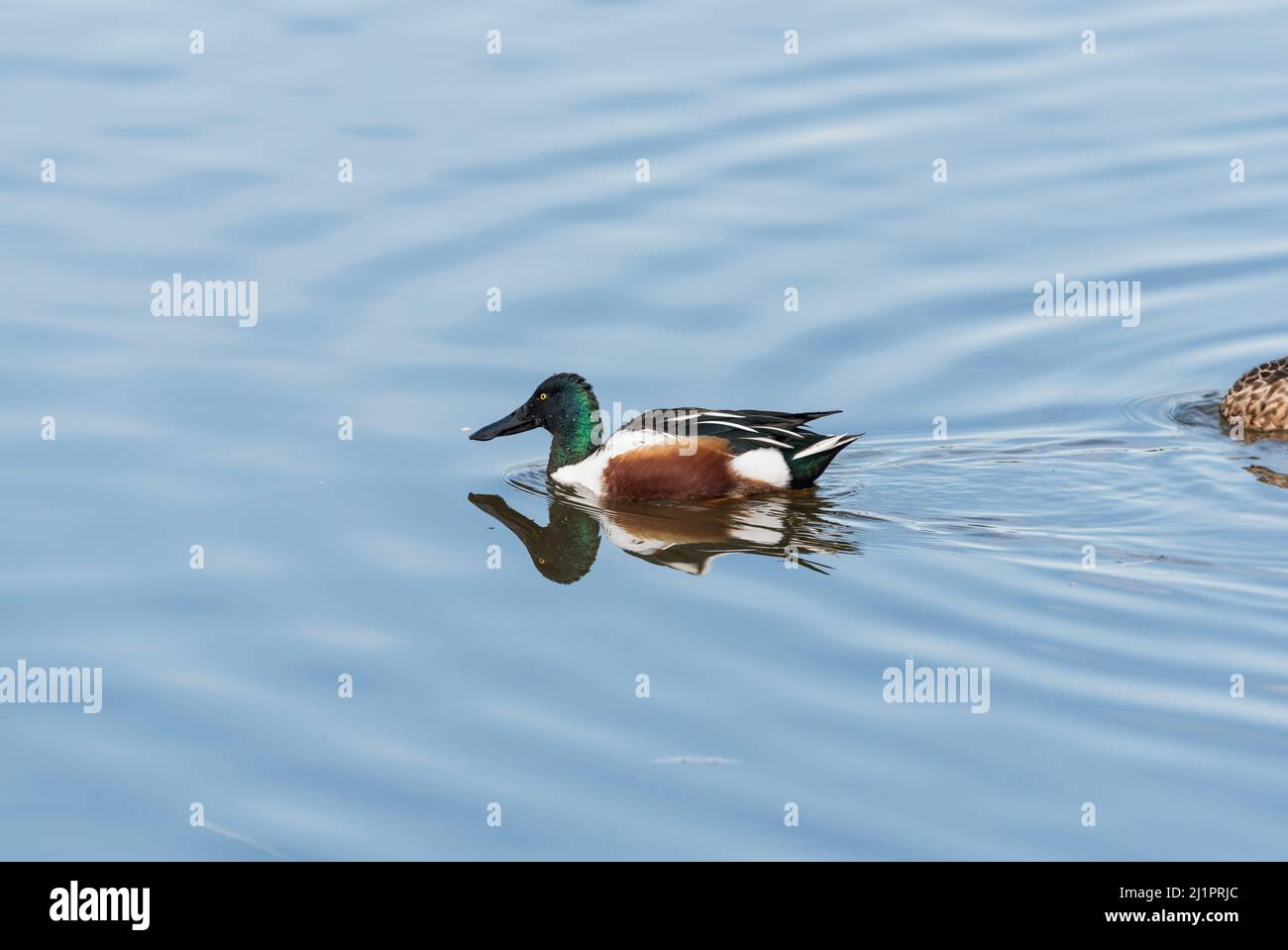 Swimming drake Shoveler (Spatula clypeata Stock Photo - Alamy