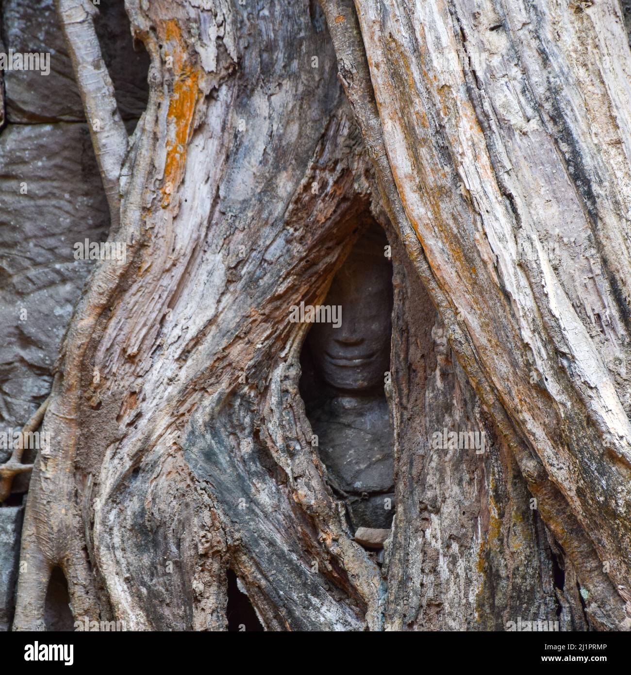 Tree roots growing over sculpture at Ta Prohm temple, part of Khmer ...