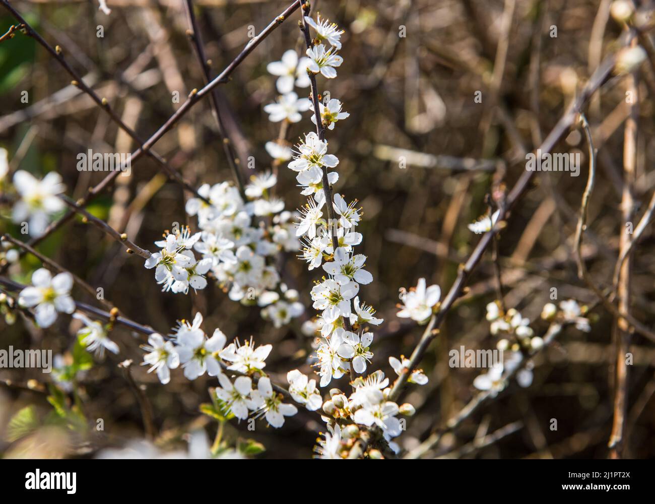 A display of Maythorn blossoms on the bush along a walk connecting ...