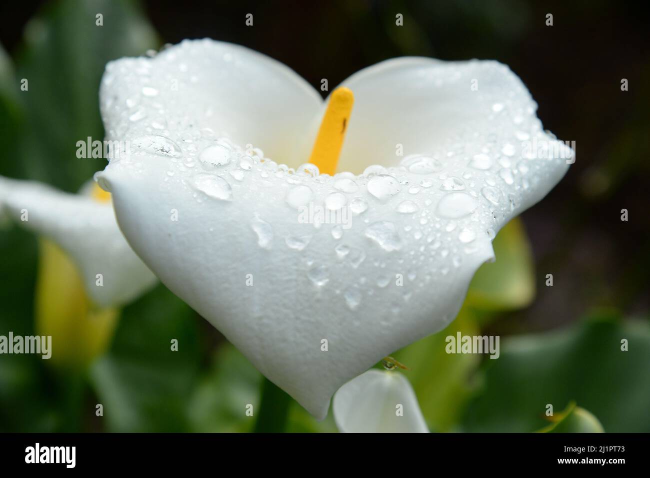 Calla lily growing field calla lily hi-res stock photography and images ...