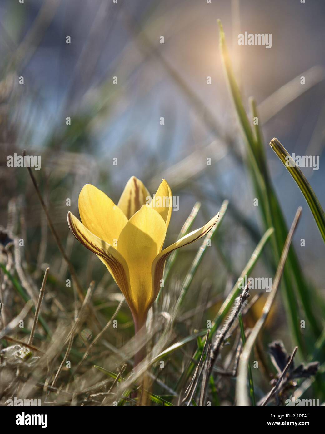 Susianus hi-res stock photography and images - Alamy